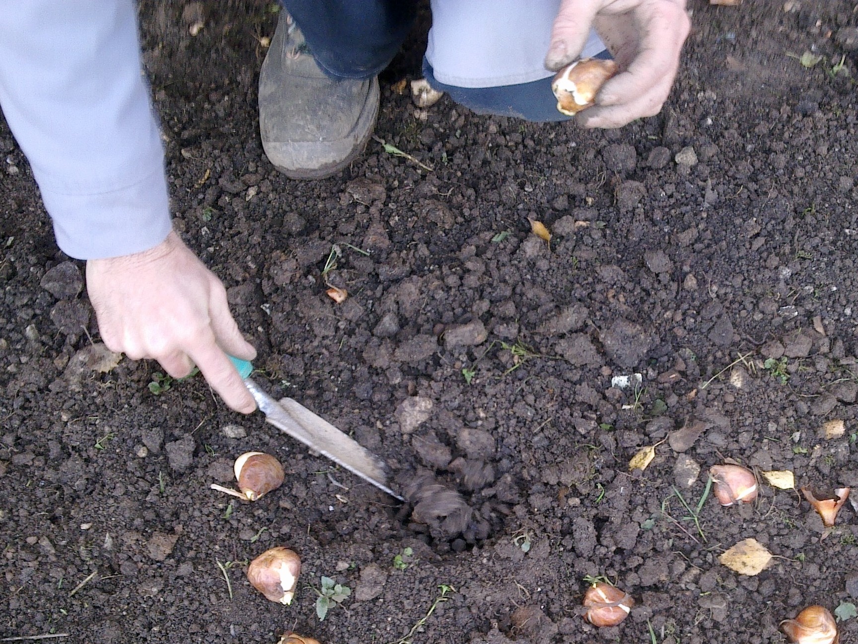 Jesenja sadnja lukovica – DOM INFO