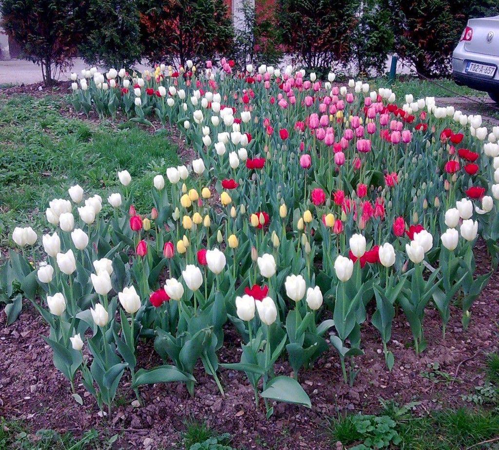 Jesenja sadnja lukovica – DOM INFO