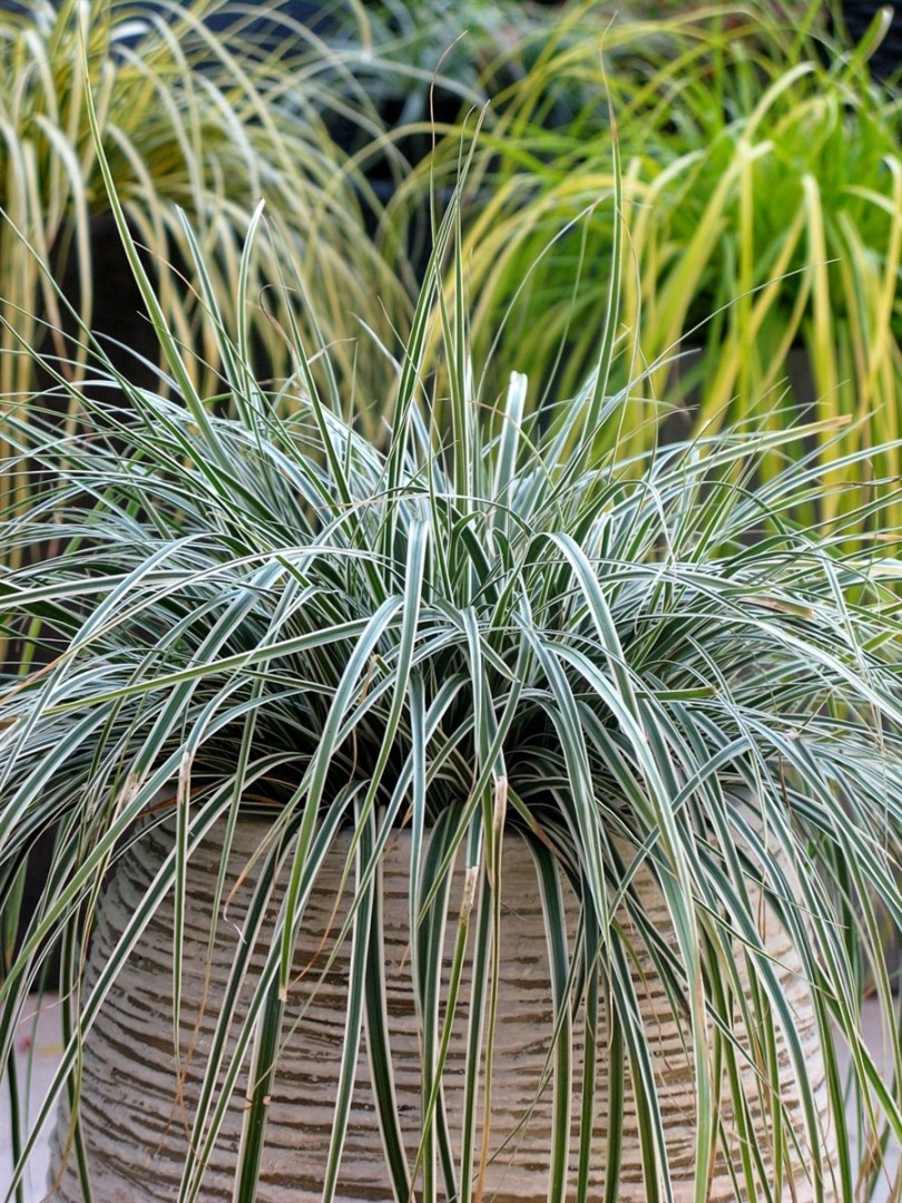 Ideje za uređenje dvorišta – DOM INFO