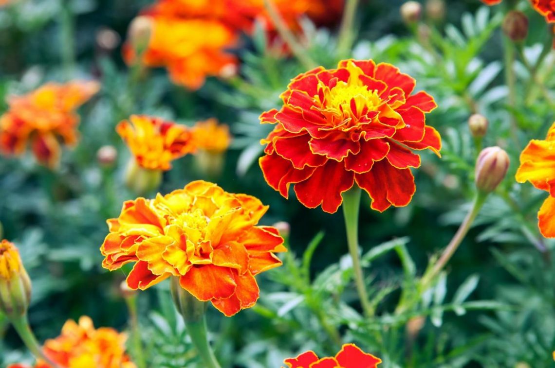 U susret proljeću: Za uređivanje balkona ili vrta razmislite o kadifi ...